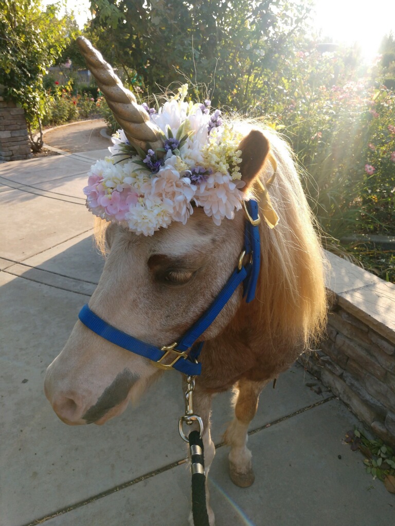 Real Unicorn Pony Party Rentals - Sacramento - Birthday Party Rentals
