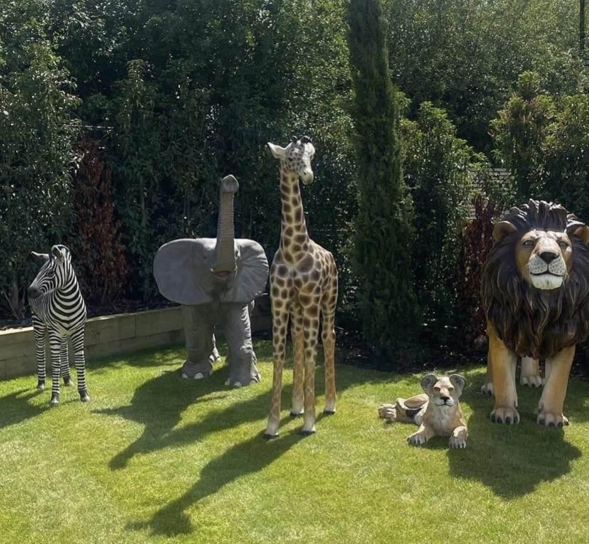 Zebra Animal Prop Hire