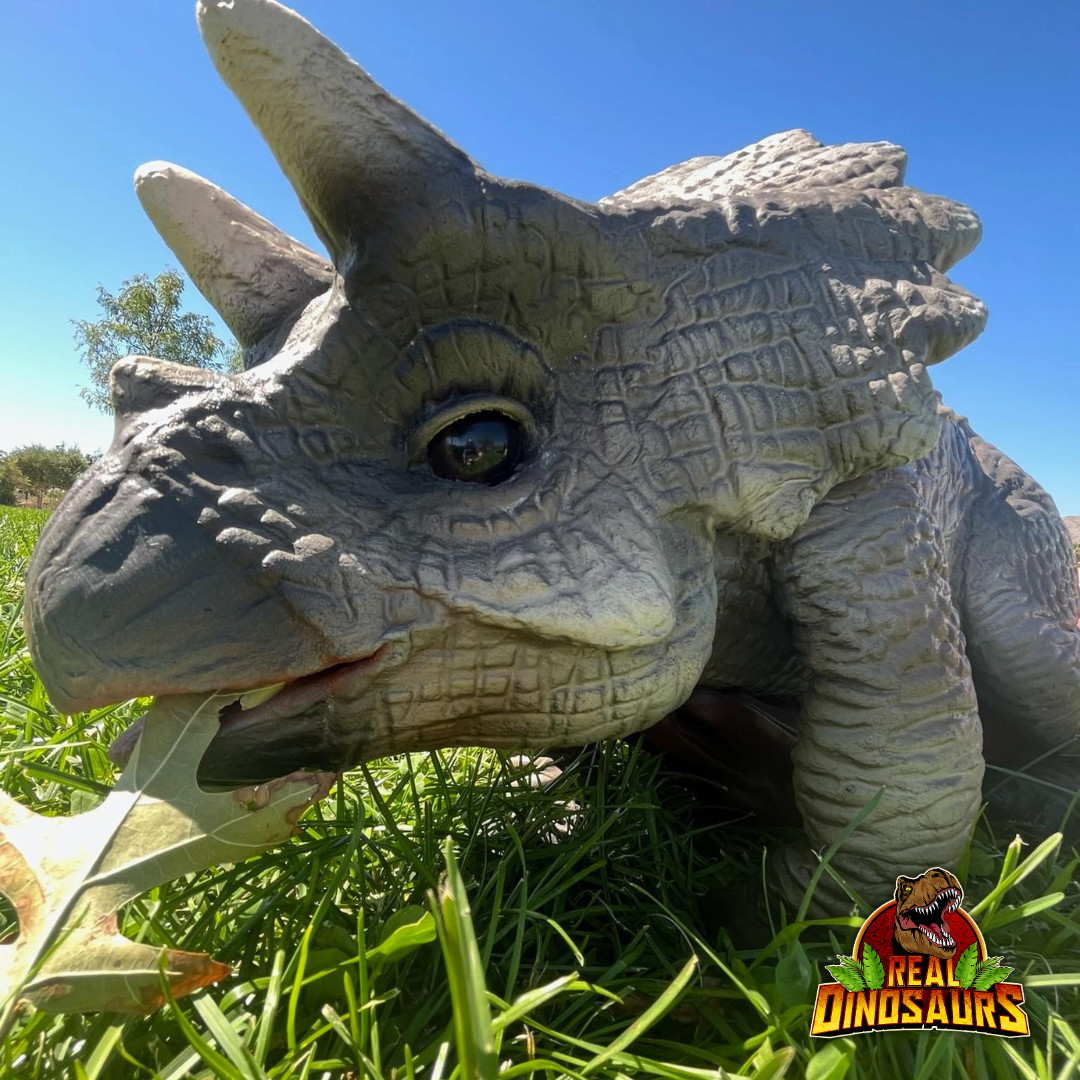 Meet the Mini Dinosaurs