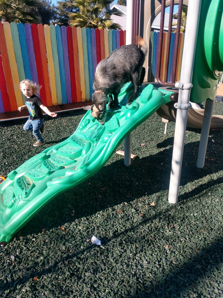 Backyard Petting Zoo Rental Sacramento | Safe & Interactive Animal Par