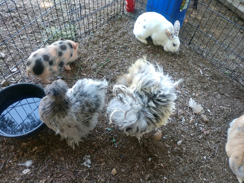 Backyard Petting Zoo Rental Sacramento | Safe & Interactive Animal Par