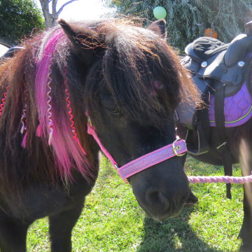 Party Ponies - Hire in christchurch | The Fun Team Christchurch