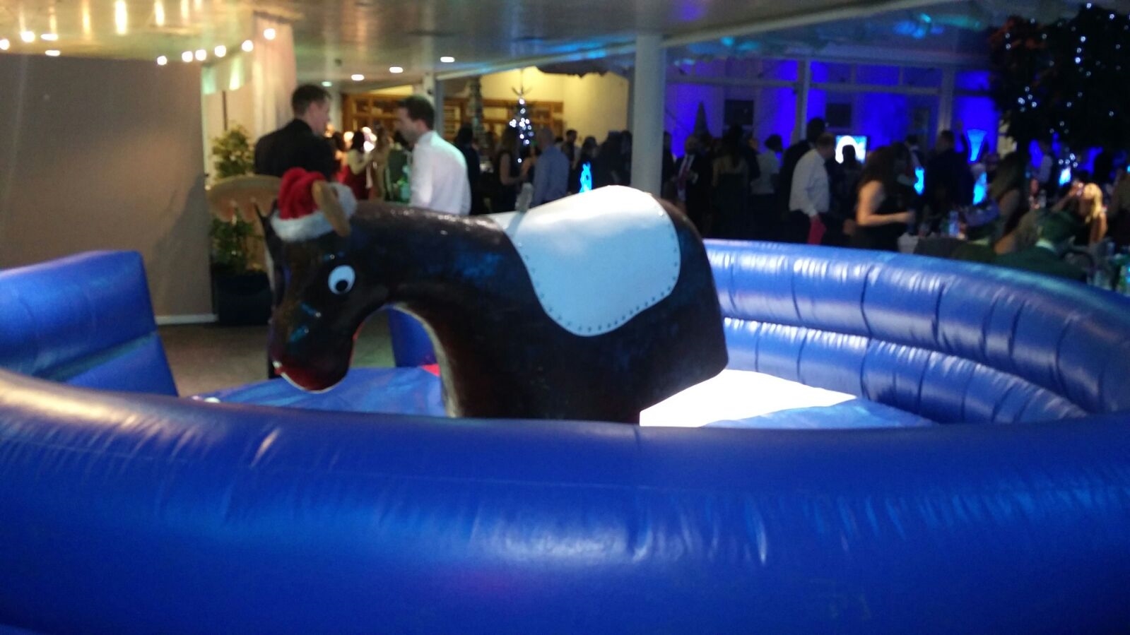 Rodeo Reindeer Hire, Christmas Rodeo Reindeer Rental, UK